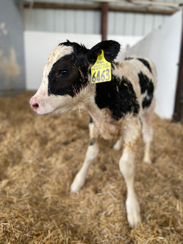 Day One, Cleaning, and Calf Performance – AVA Group Inc.